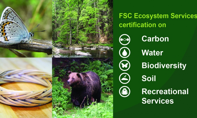 Documentos dos serviços ecossistêmicos do FSC® abertos para consulta ...