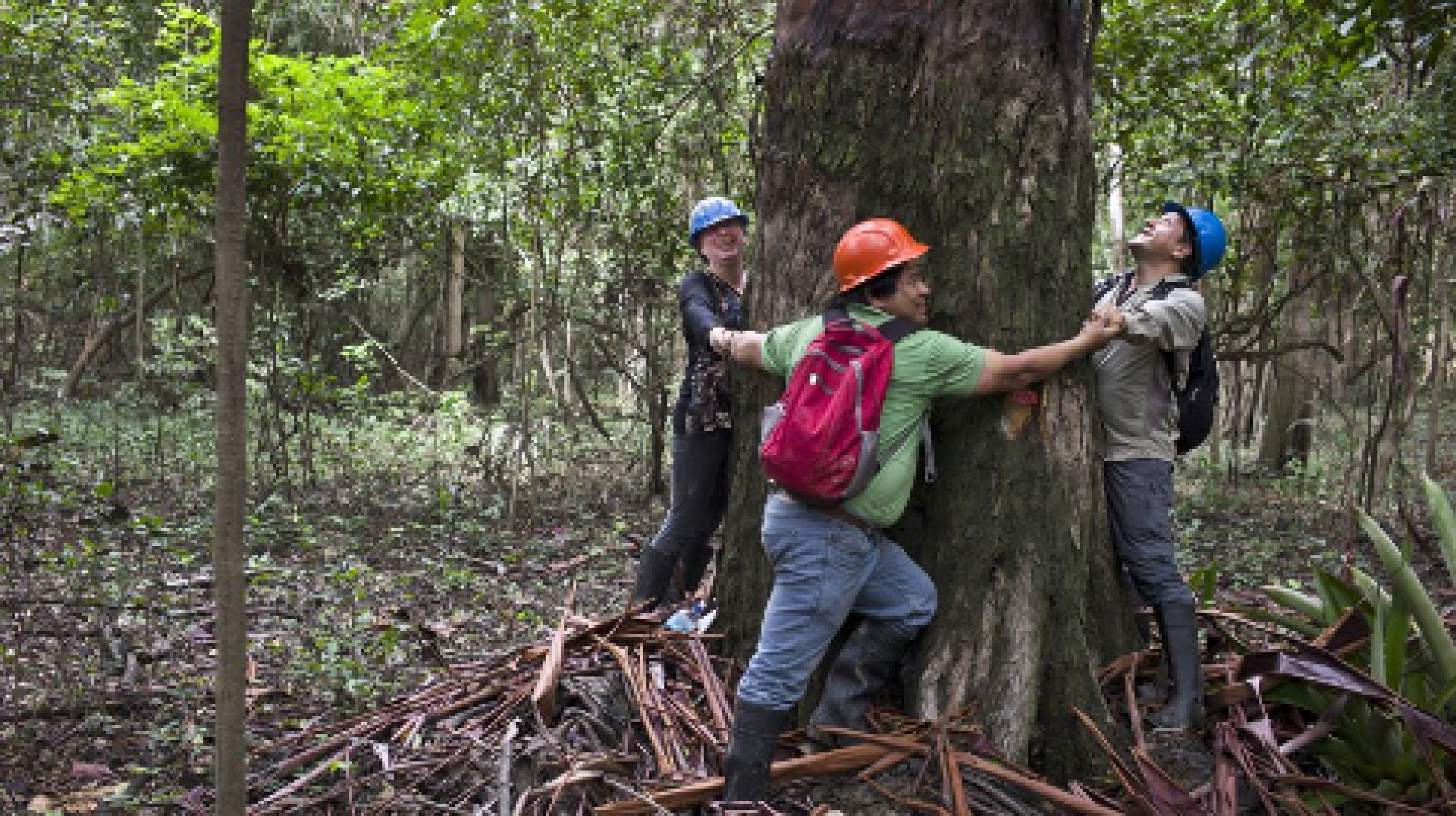 Conheça a nova versão do Padrão para Certificação em Grupo FSC ...